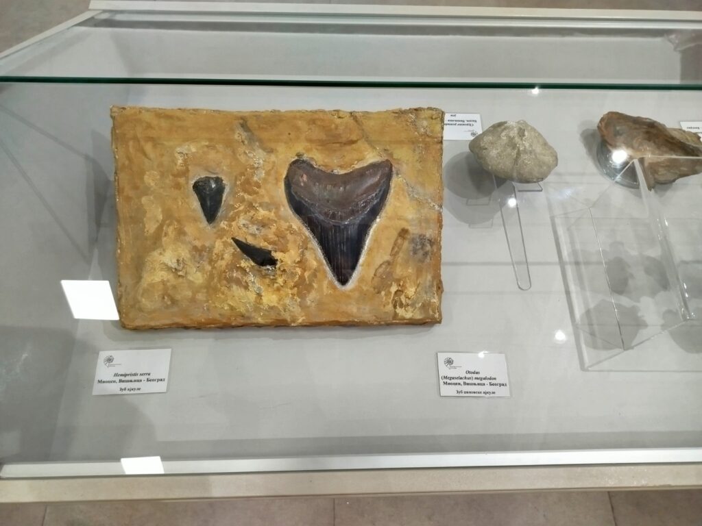 „Fosili kao odraz prošlosti“ u niškoj Sinagogi - RAMONDA - Nišavski okrug